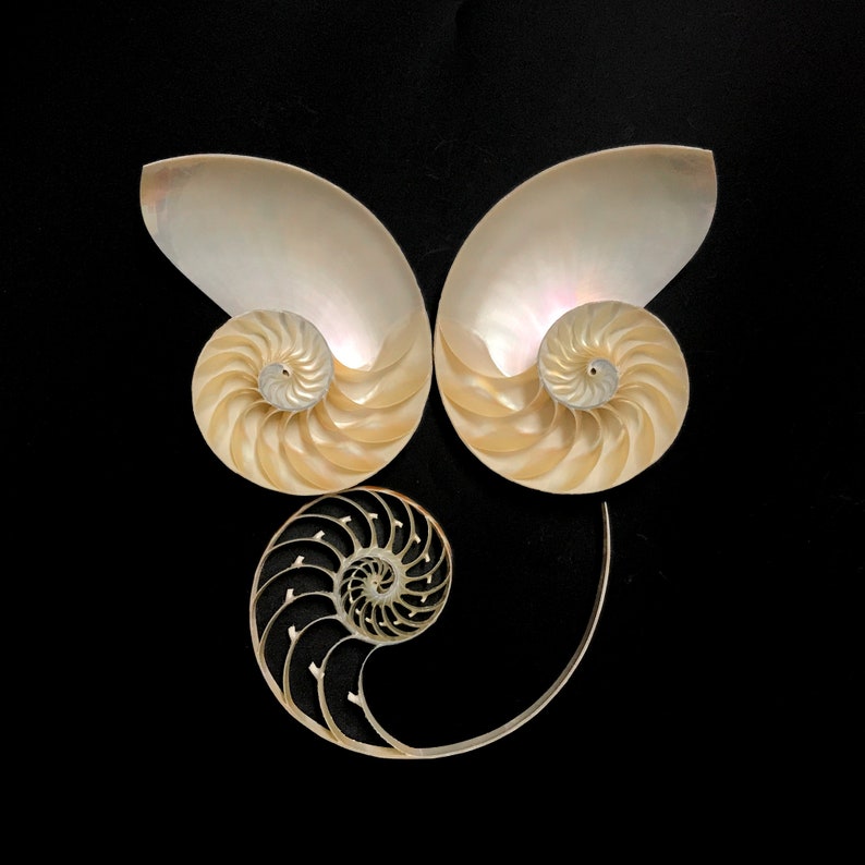 Centre Cut Chambered Nautilus Sea Shell Very Rare Natural Display ...