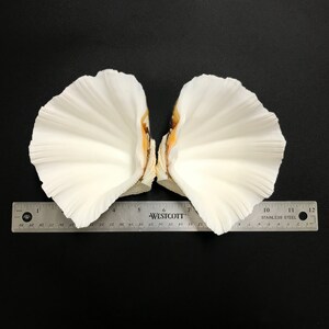 Large Horse Hoof Clam Shell MATCHING PAIR Hippopus Hippopus Unique Rare ...