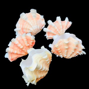 Tridacna Clam Shell Small Fancy Unique Sea Shell Decorative Display ...
