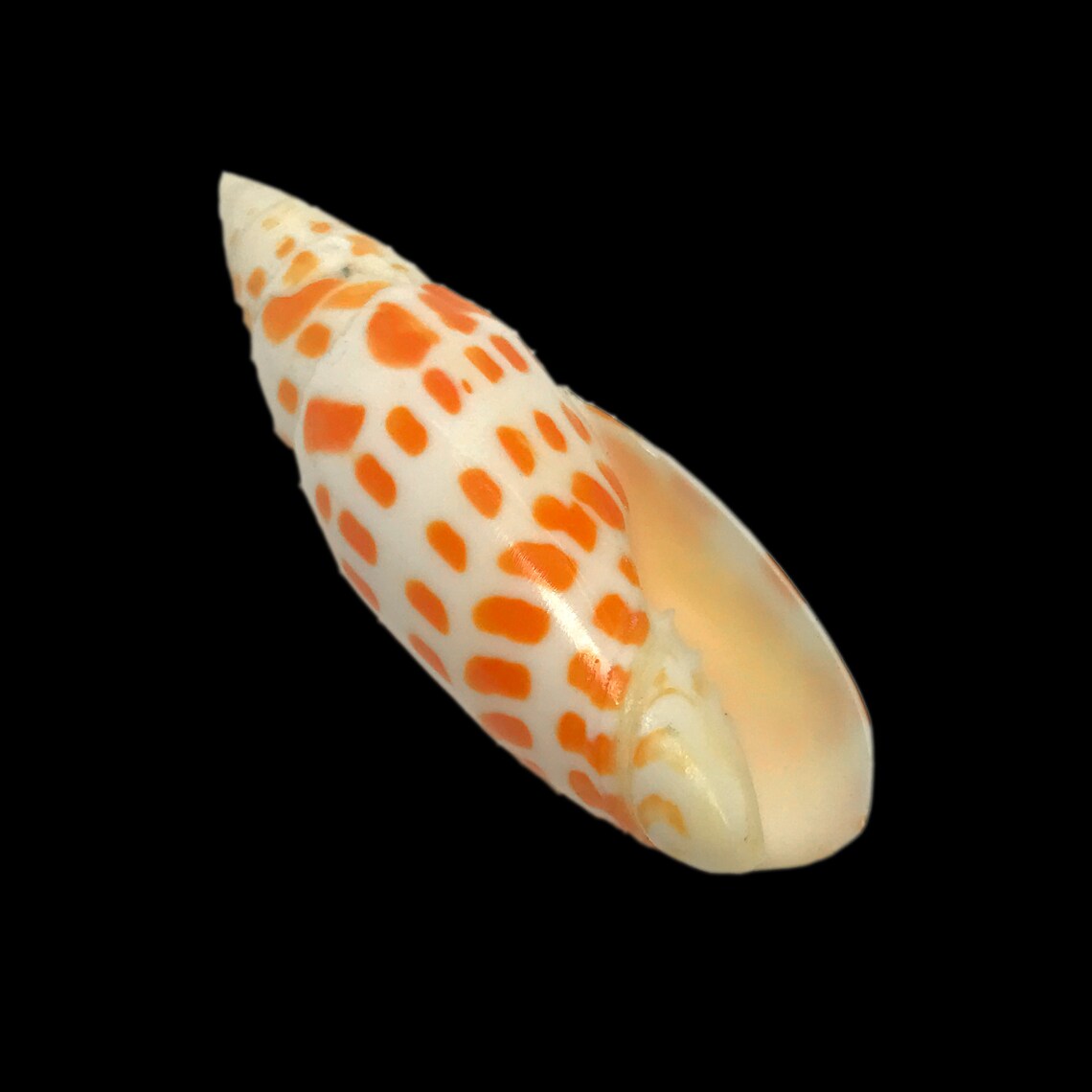 Orange & White Sea Shell Episcopal Miter Mitra Mitra Display Specimen ...