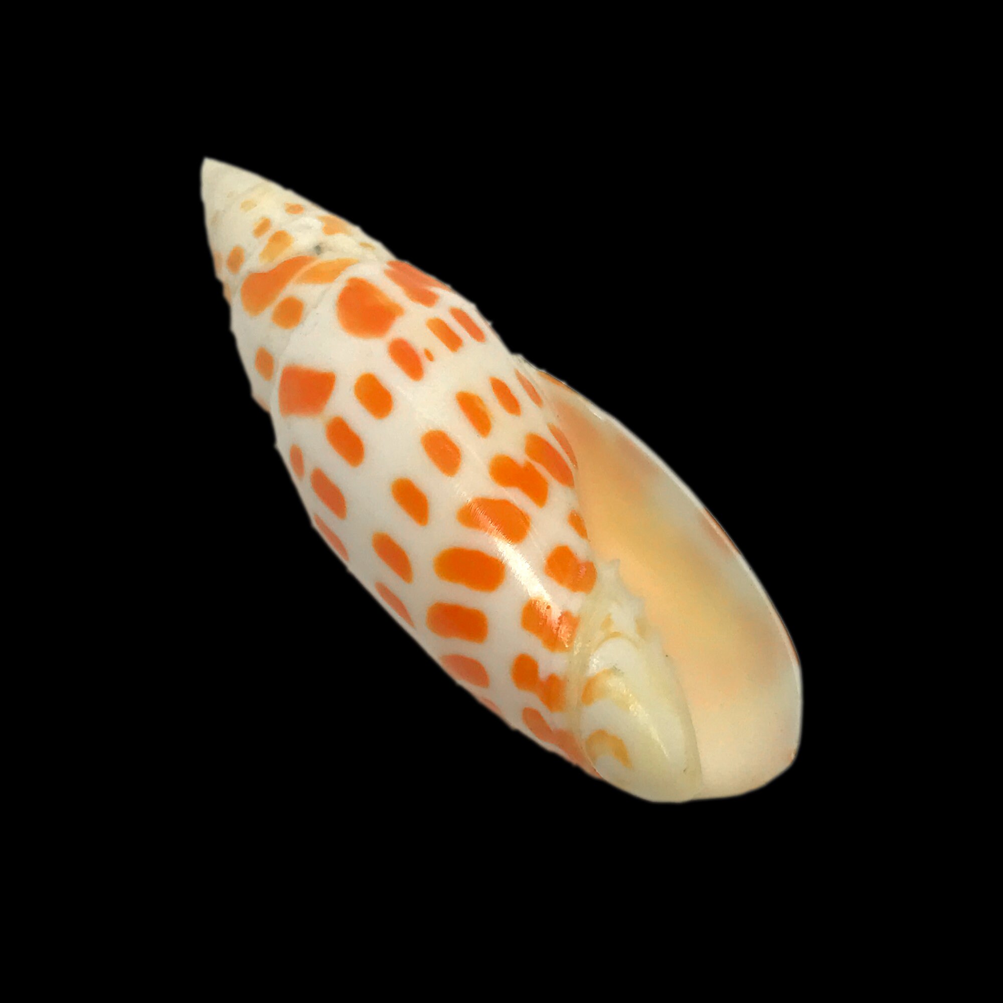 Orange & White Sea Shell Episcopal Miter Mitra Mitra Display Specimen ...