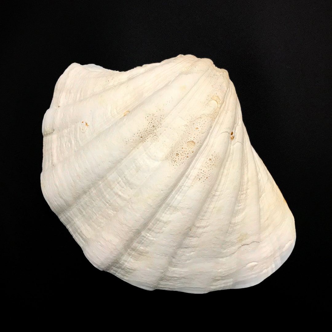 Extra Large Giant Clam Shell Half Very Rare Unique Real Sea Shell ...