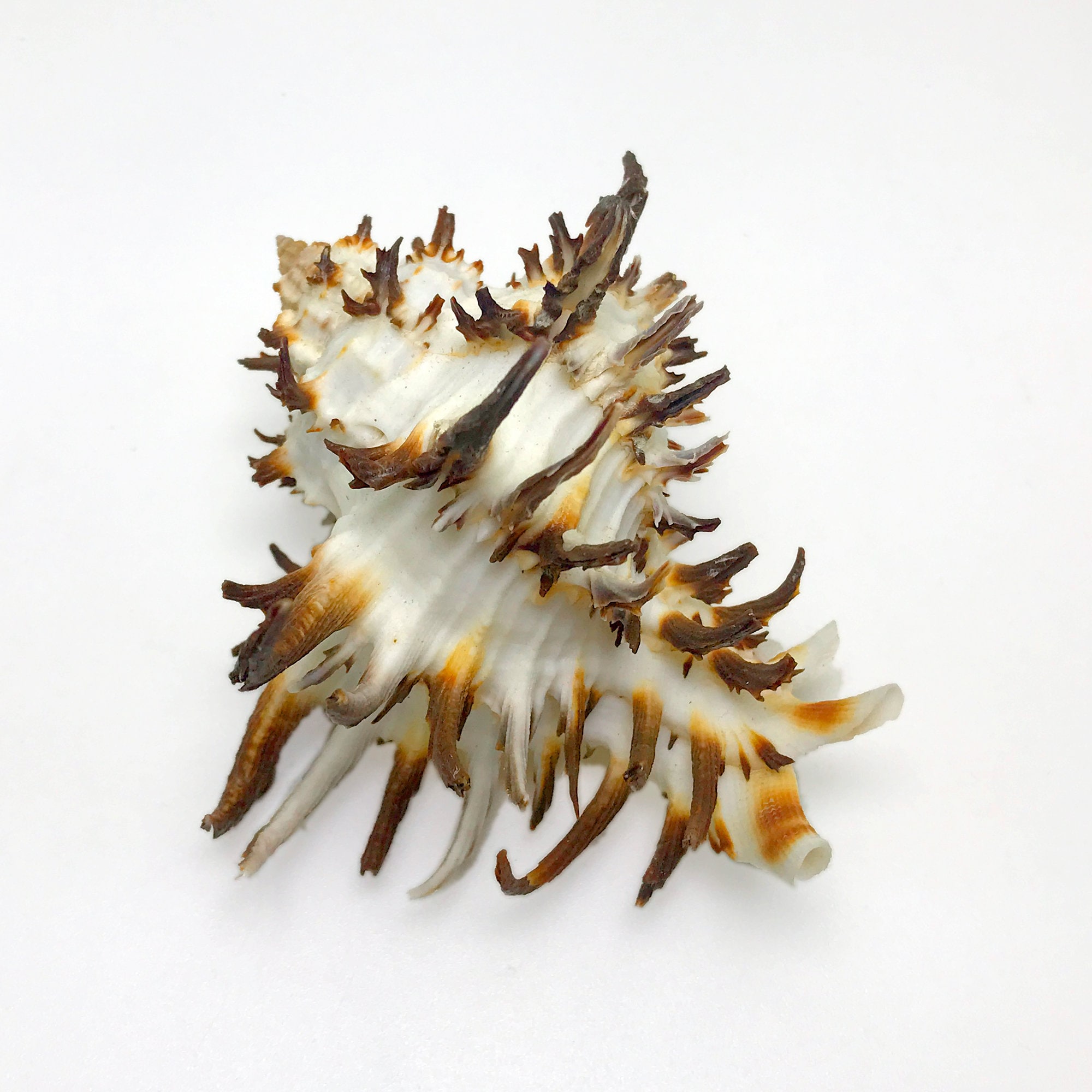 Endive Murex Sea Shell Hexaplex Cichoreum Natural Display - Etsy