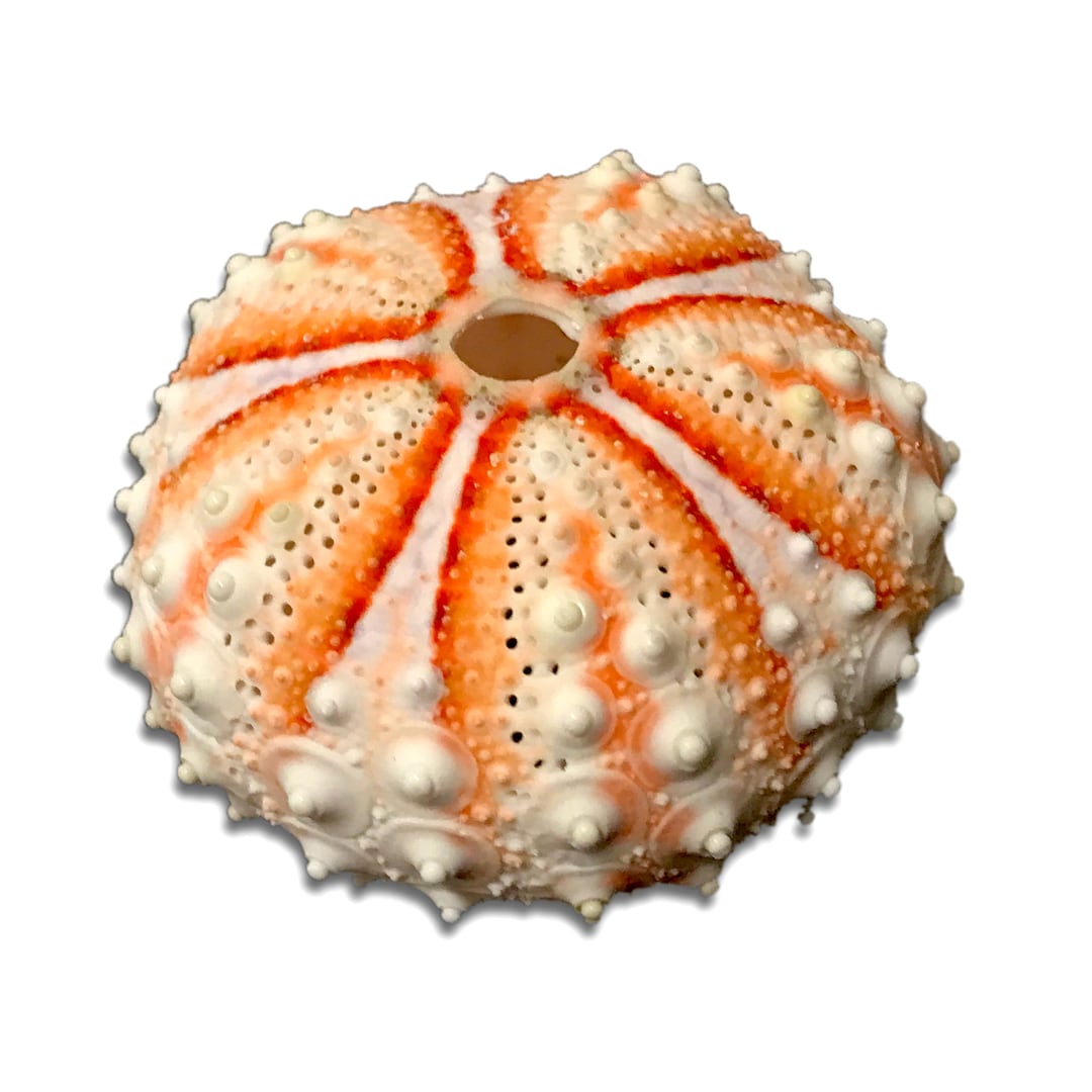 Vibrant Sea Urchin Sea Shell Natural Color Coelopleurus Maillardi Deep ...