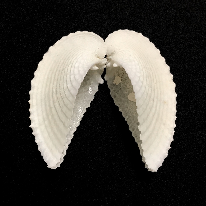 White Heart Cockle Sea Shell Cardium Cardissa Unique Natural - Etsy