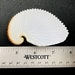 Argonaut Shell Paper Nautilus Natural Cleaned Sea Shell Rare Delicate ...