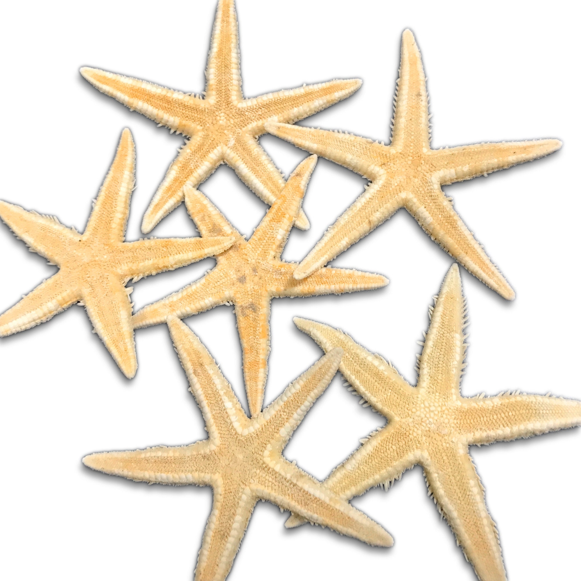 Asteroidea Starfish Sea Shell Natural Star Fish Display Specimen Marine ...