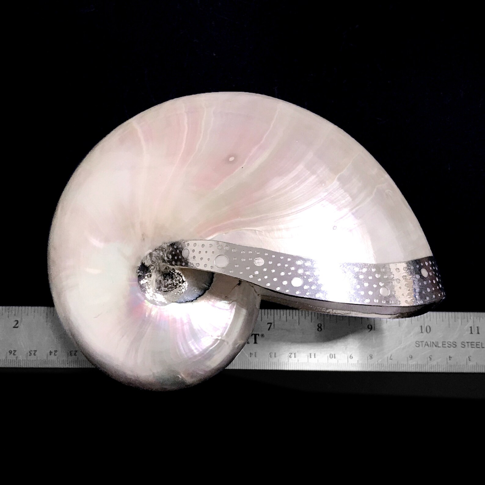 Silver Gilded Pearlized Chambered Nautilus Sea Shell Rare Natural ...