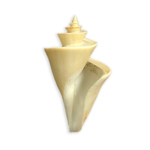 Thatcheria Mirabilis Sea Shell Japanese Wonder Shell Natural Display ...