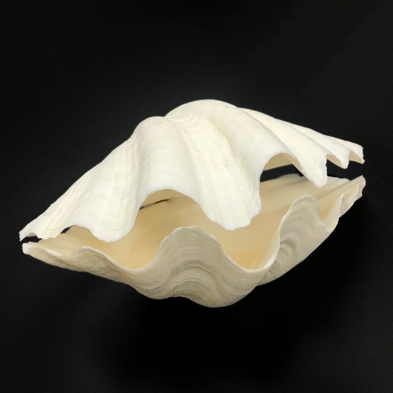 Extra Large Giant Clam Shell MATCHING PAIR Very Very Rare Unique Real ...
