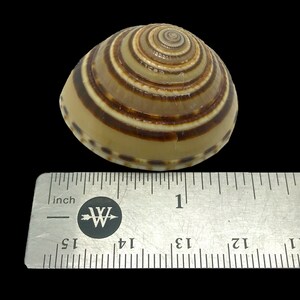 Sundial Perspective Sea Shell Architectonica Perspectiva Natural ...