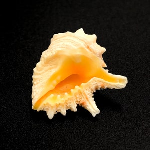 Finger Drupe Sea Shell Drupina Grossularia Natural Display Specimen ...