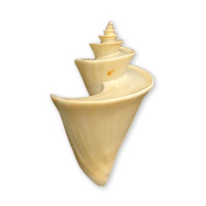 Thatcheria Mirabilis Sea Shell Japanese Wonder Shell Natural Display ...