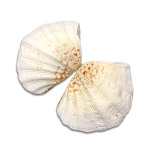 Large Strawberry Clam Shell MATCHING PAIR Hippopus Hippopus Unique Rare ...