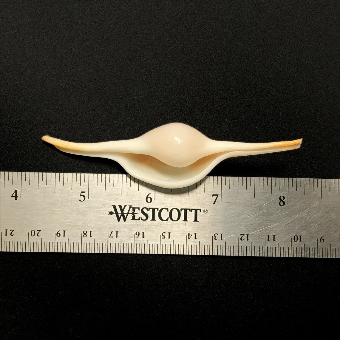 Volva Volva Sea Shell Spindle Egg Cowry Natural Display Specimen Marine ...