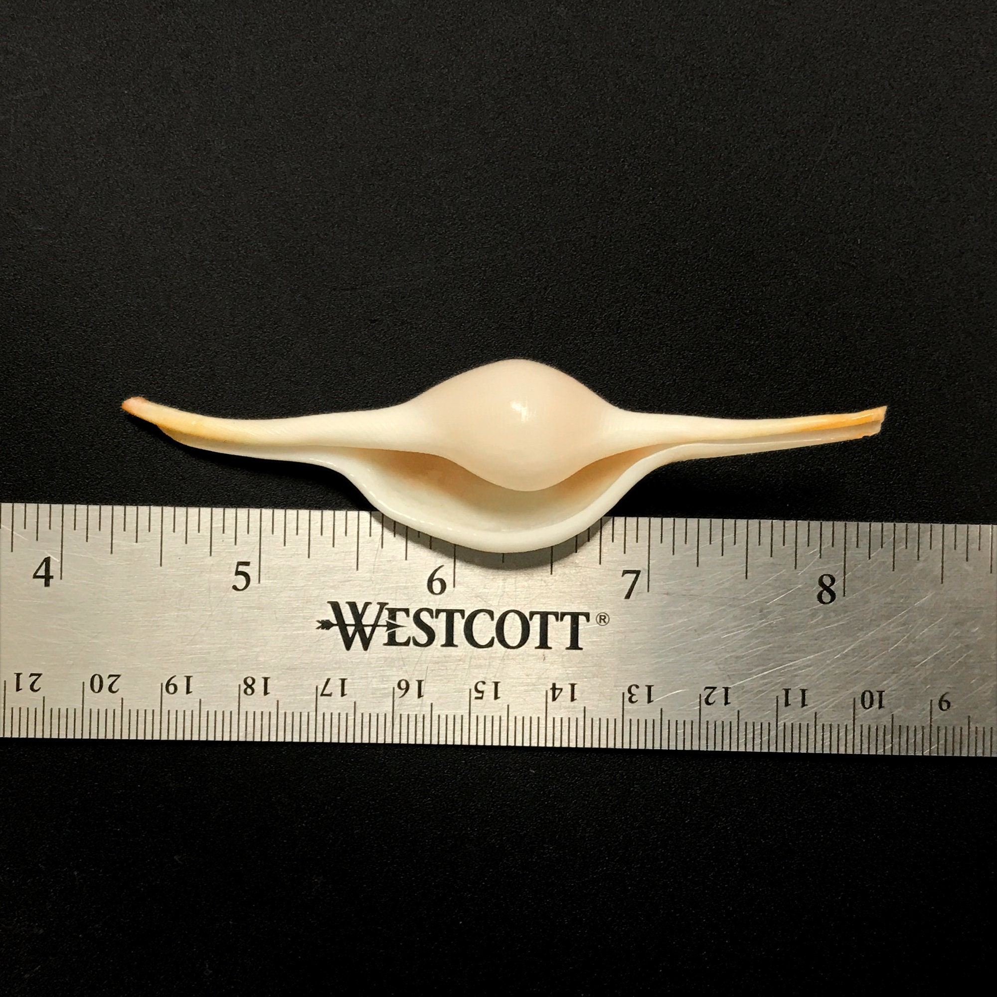 Volva Volva Sea Shell Spindle Egg Cowry Natural Display Specimen Marine ...