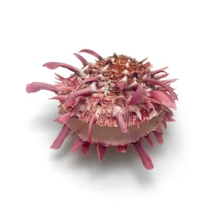 Purple Spiny Oyster Sea Shell Spondylus Squamosus Unique Natural ...