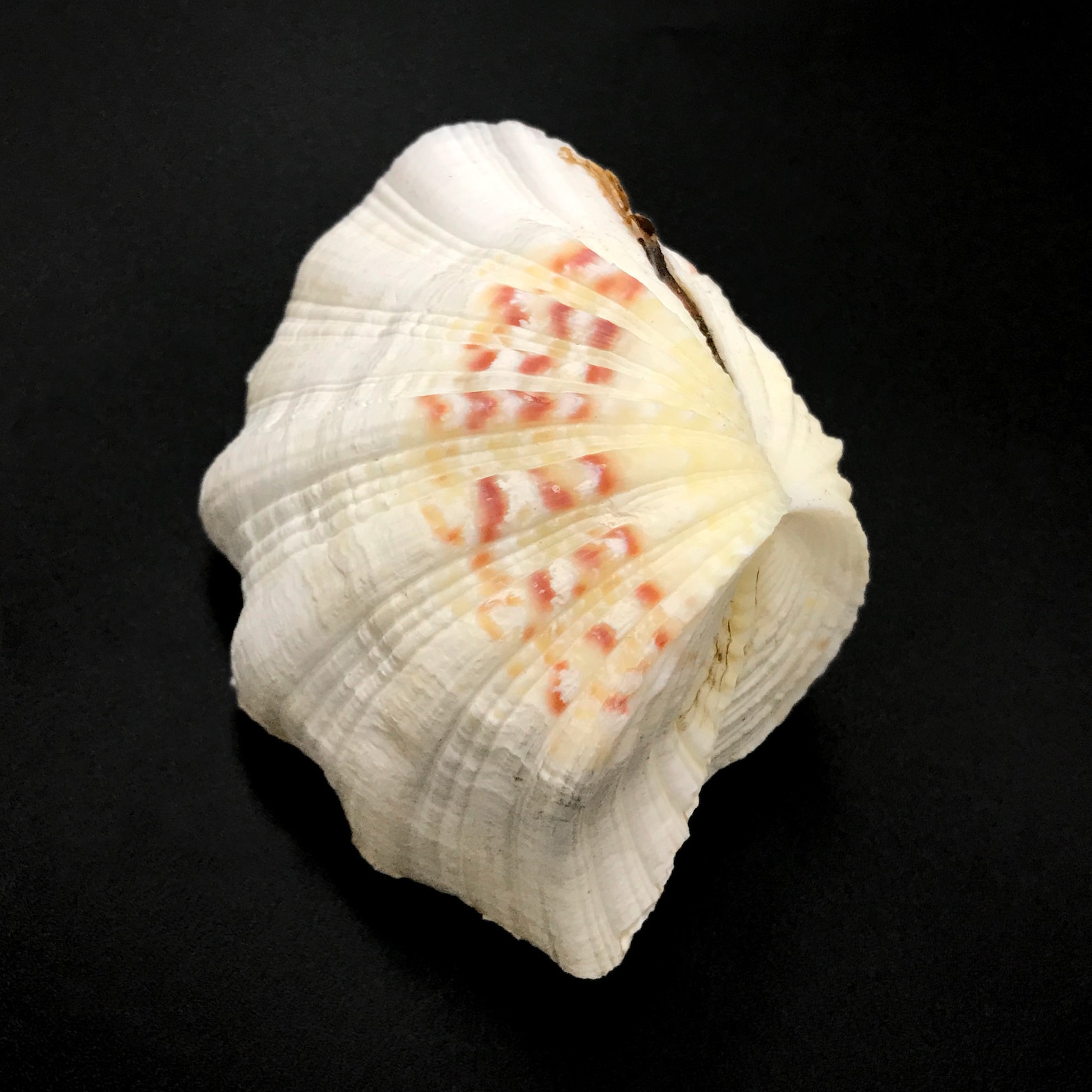 Large Horse Hoof Clam Shell MATCHING PAIR Hippopus Hippopus - Etsy