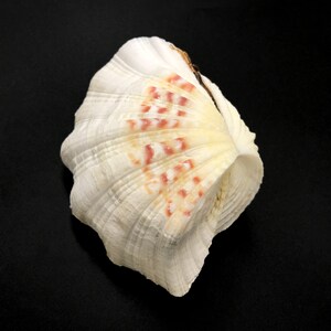 Large Horse Hoof Clam Shell MATCHING PAIR Hippopus Hippopus Unique Rare ...