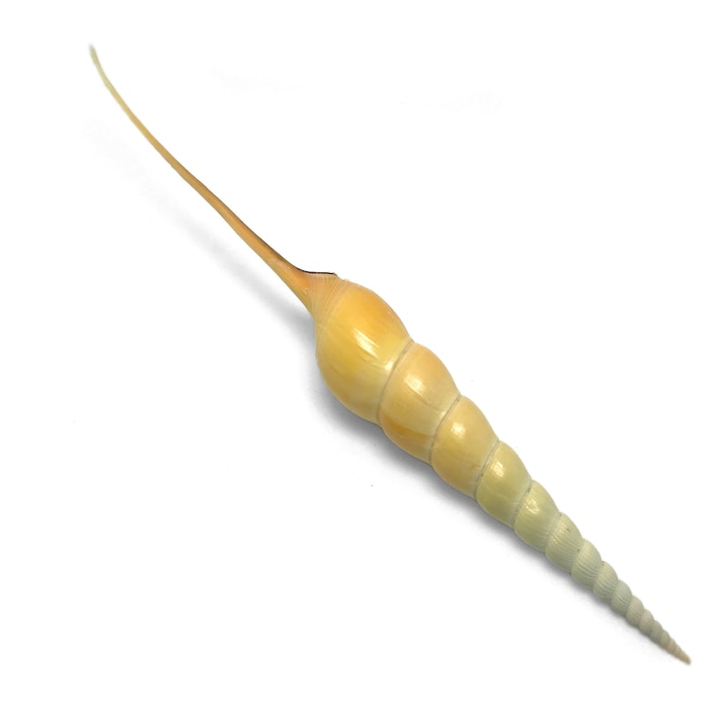 Spindle Tibia Sea Shell Shinbone Tibia Fusus Natural Display - Etsy