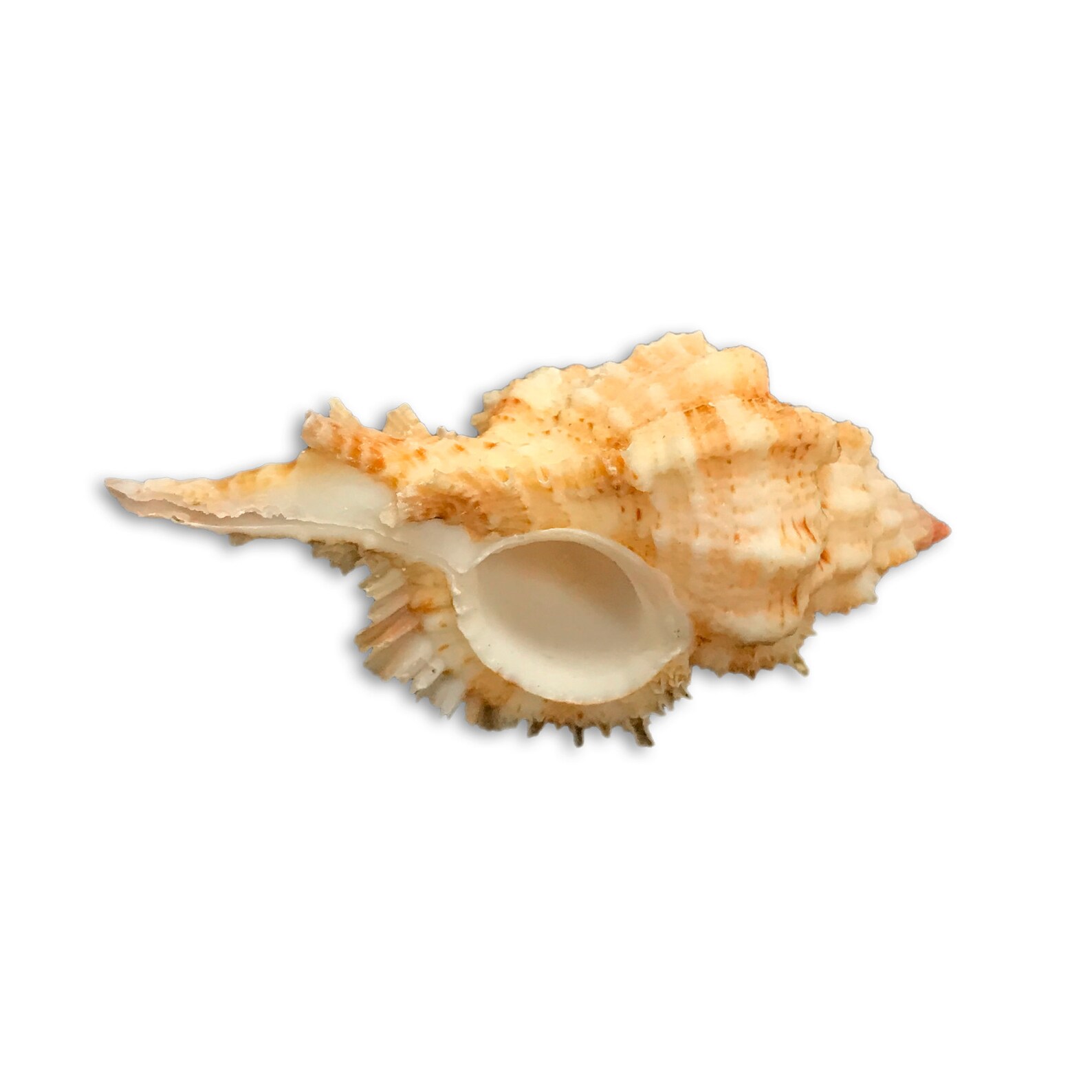 Superb Murex Sea Shell Chicomurex Superbus Natural Display Specimen ...