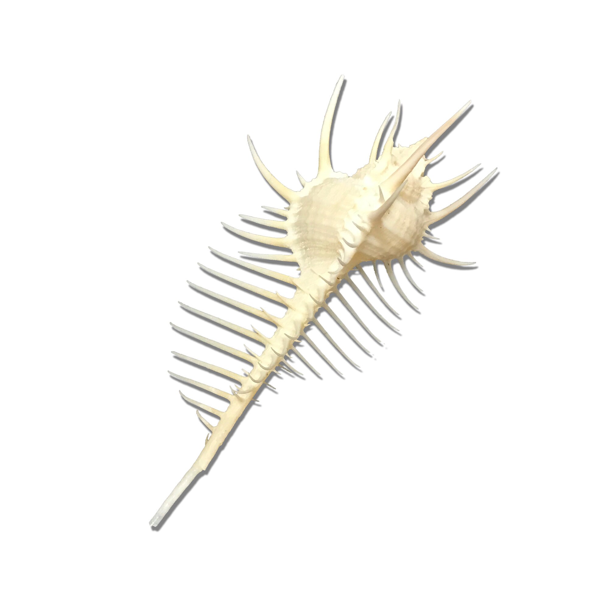 Venus Comb Sea Shell Murex Pecten Natural Display Specimen Marine ...