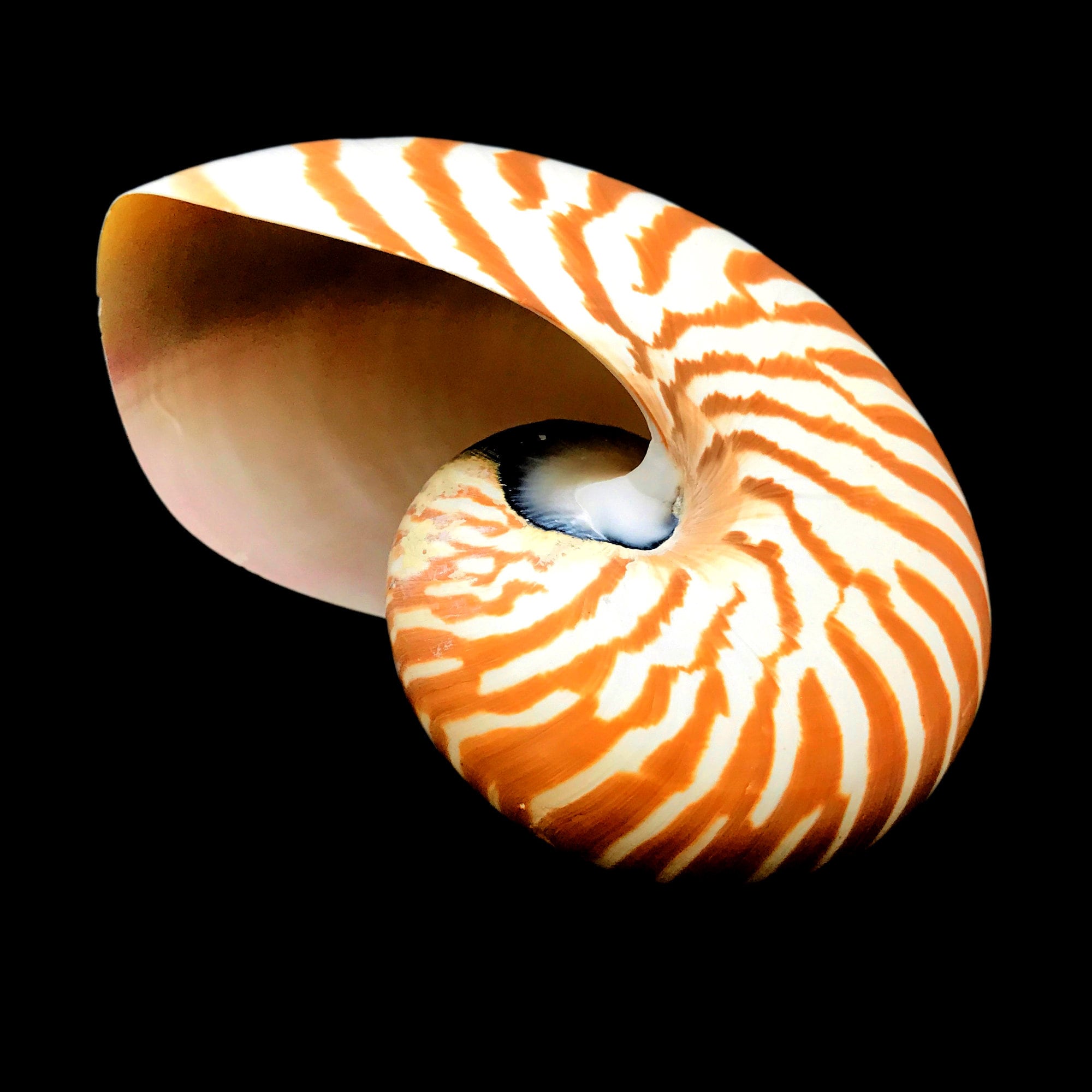 Large Chambered Nautilus Sea Shell Rare Natural Display Specimen ...
