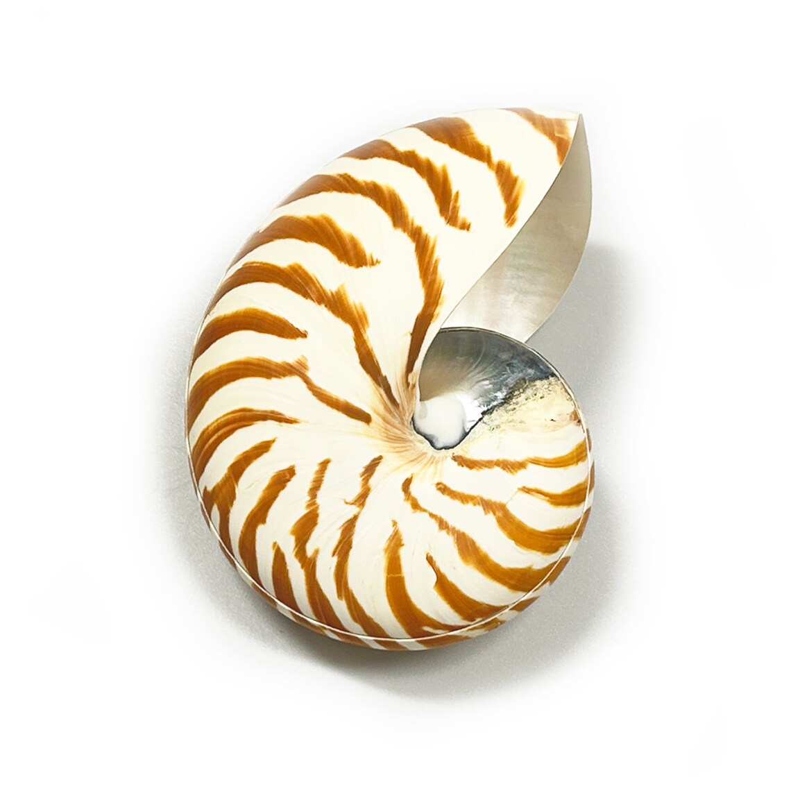 Split Nautilus Sea Shell Rare Chambered Nautilus Natural Display ...