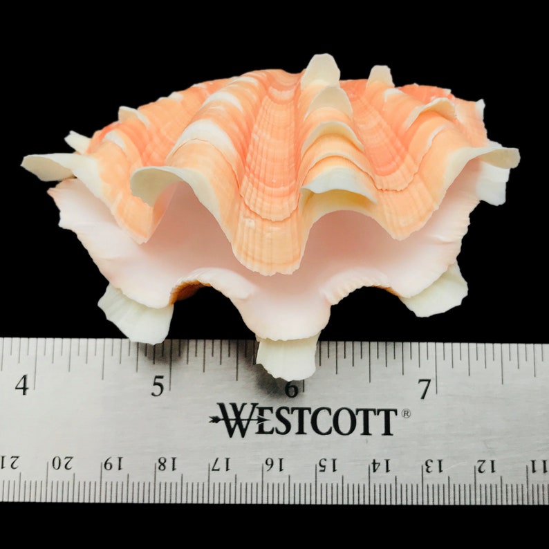 Tridacna Clam Shell Small Fancy Unique Sea Shell Decorative | Etsy