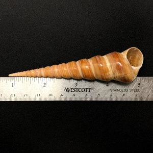 Auger Screw Sea Shell Turritella Terebra Tower Screw Shell Natural ...