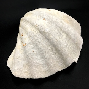 Extra Large Giant Clam Shell Half Very Rare Unique Real Sea Shell ...