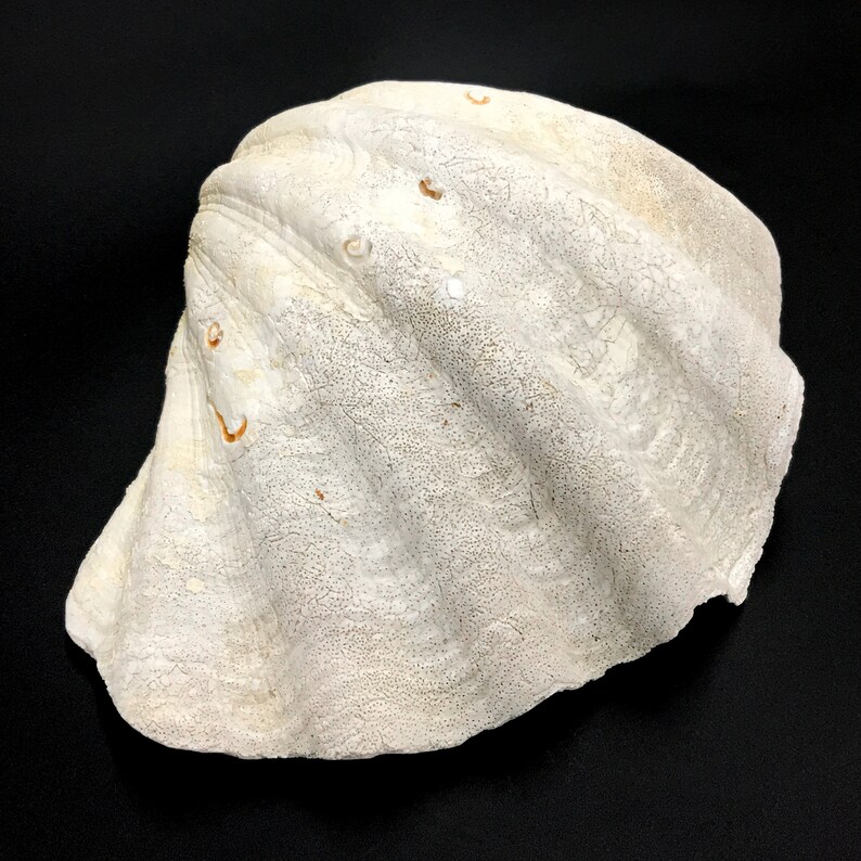 Extra Large Giant Clam Shell Half Very Rare Unique Real Sea - Etsy