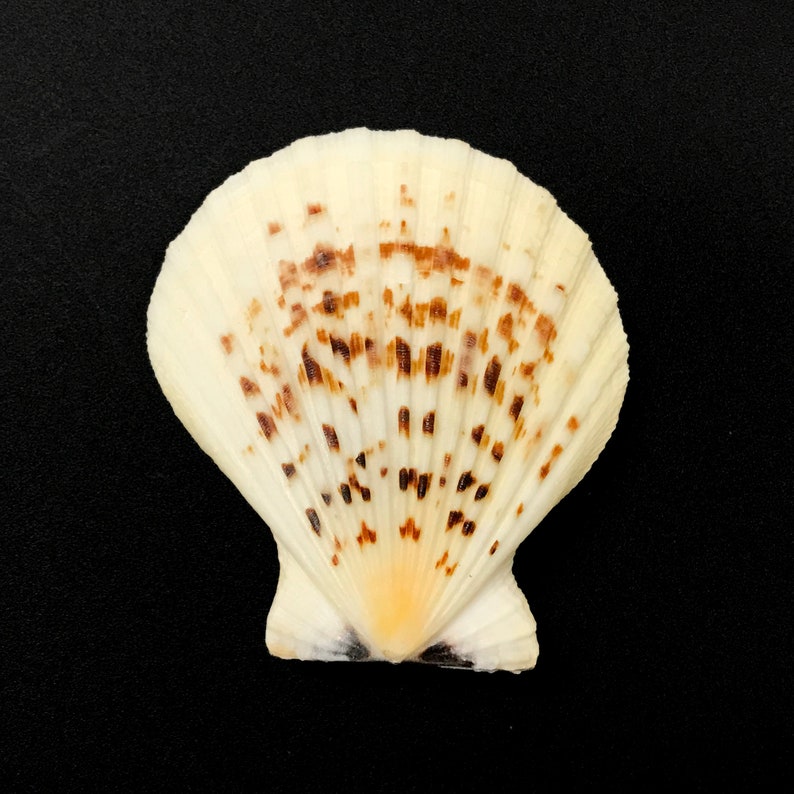 Flat Ribbed Scallop Sea Shell PAIR Decatopecten Radula Natural - Etsy