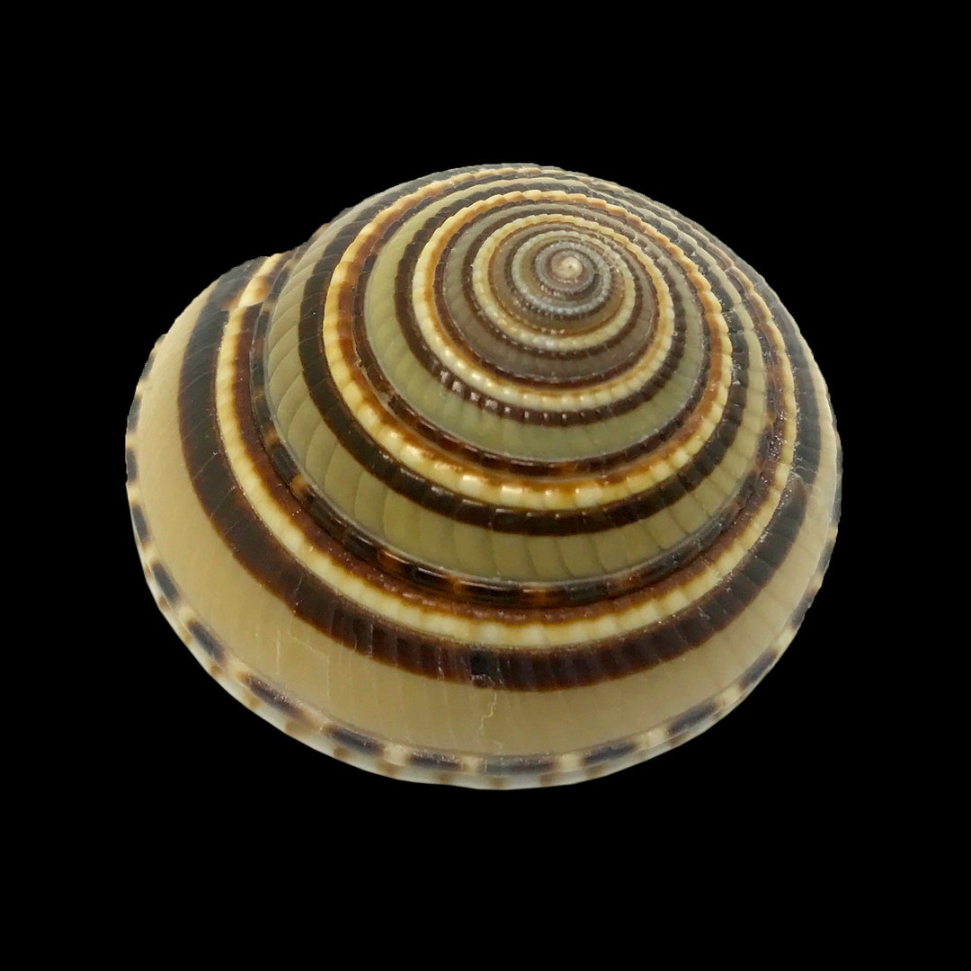 Sundial Perspective Sea Shell Architectonica Perspectiva Natural ...