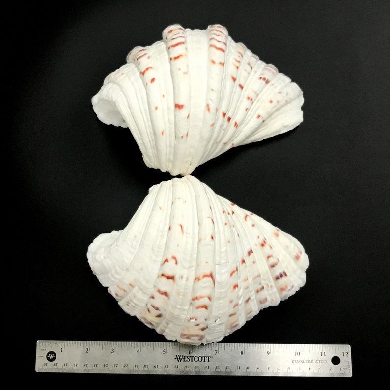 Extra Large Horse Hoof Clam Shell MATCHING PAIR Hippopus - Etsy