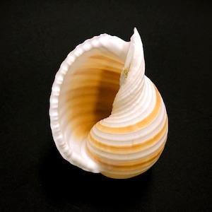 Banded Tun Sea Shell Tonna Sulcosa Natural Display Specimen Marine ...