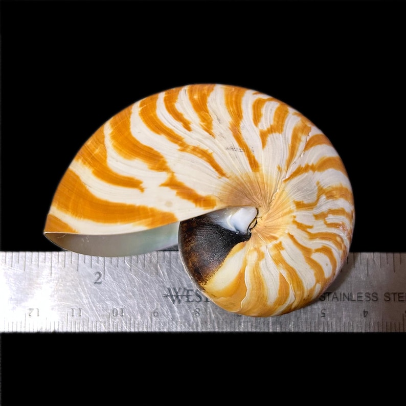 Small Chambered Nautilus Sea Shell Rare Natural Display Specimen ...