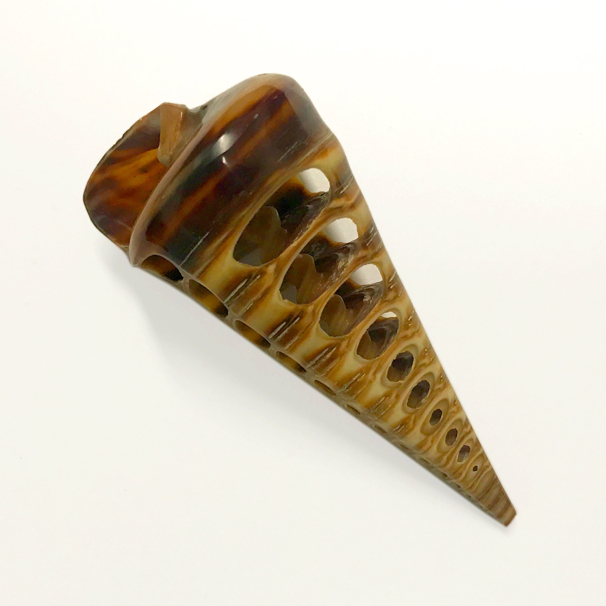 4 Way Cut Telescope Snail Sea Shell Telescopium Telescopium - Etsy