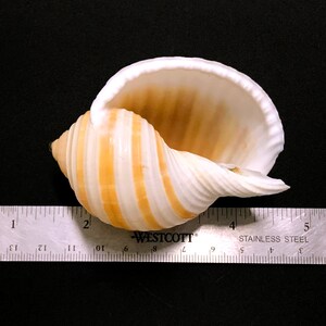 Banded Tun Sea Shell Tonna Sulcosa Natural Display Specimen Marine ...
