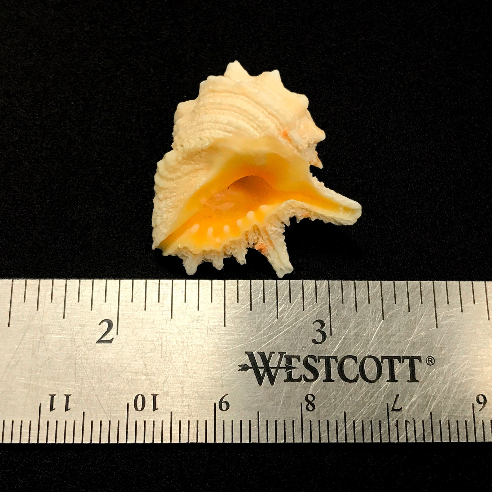 Finger Drupe Sea Shell Drupina Grossularia Natural Display - Etsy