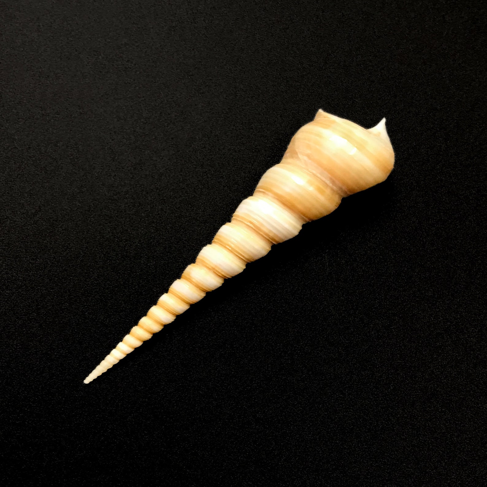 Auger Screw Sea Shell Turritella Terebra Tower Screw Shell Natural ...