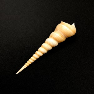 Auger Screw Sea Shell Turritella Terebra Tower Screw Shell Natural ...