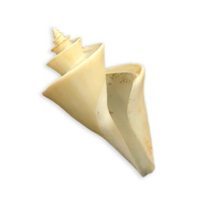 Thatcheria Mirabilis Sea Shell Japanese Wonder Shell Natural Display ...