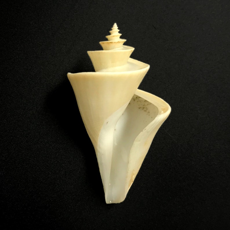 Japanese Wonder Sea Shell Thatcheria Mirabilis Natural Display - Etsy
