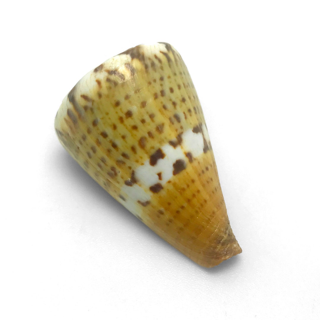 Captain's Cone Sea Shell Conus Capitaneus Natural Display Specimen ...