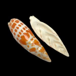 Split Orange & White Mitra Sea Shell Episcopal Miter Natural Display ...