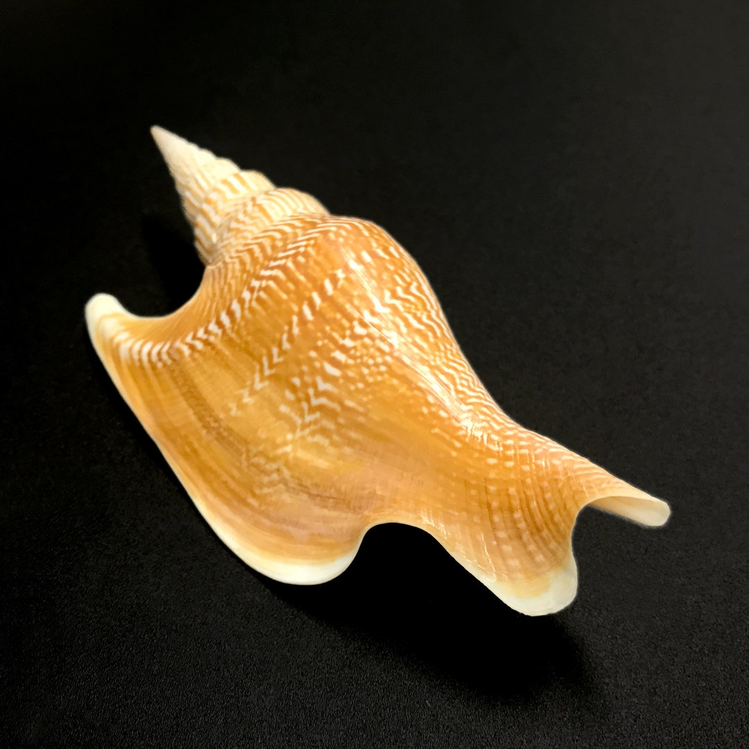 Lister's Conch Sea Shell Mirabilistrombus Listeri Natural Display ...