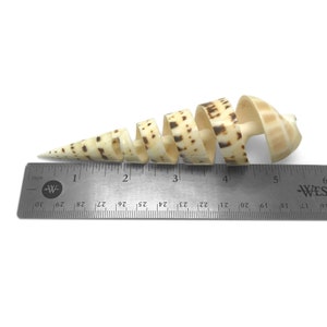 Spiral Cut Marlin Spike Auger Sea Shell Terebra Maculata Display ...