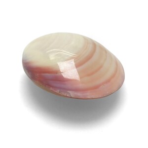 Polished Tiger Hatchet Clam Shell MATCHING PAIR Codakia Tigerina Unique ...