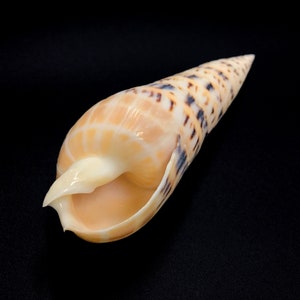 LARGE Marlin Spike Auger Sea Shell Terebra Maculata Natural Display ...